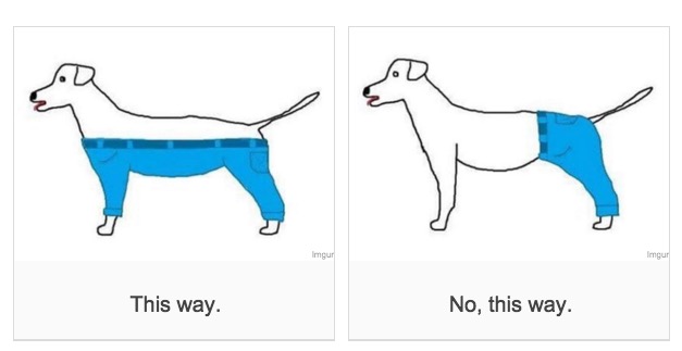 If a Dog Wore Pants, How Would He Wear Them? | RTM - RightThisMinute