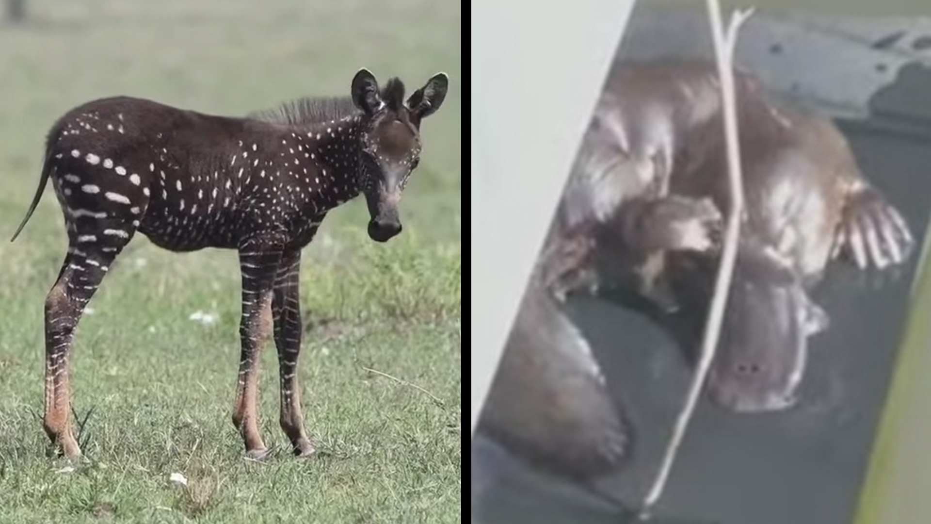 Rare Baby Zebra With Spots & Platypus Enjoying The Sunshine | RTM ...