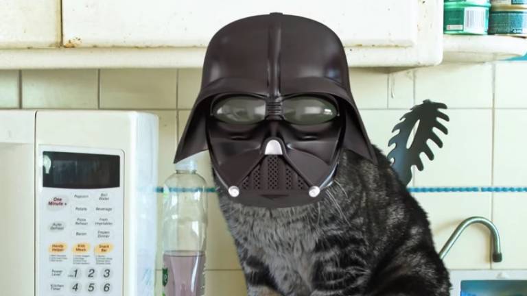 Incredible, Amazing (and a Bit Creepy) 'Singing' Cat! | RTM ...