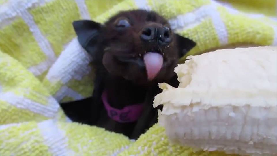 Bat Eating Banana Is Cute, But Listen To Her Story! | RTM - RightThisMinute Bat Eating Banana Is Cute, But Listen To Her Story! | RTM - RightThisMinute