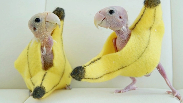 Featherless Birds Embrace Their Differences Together | RTM ...