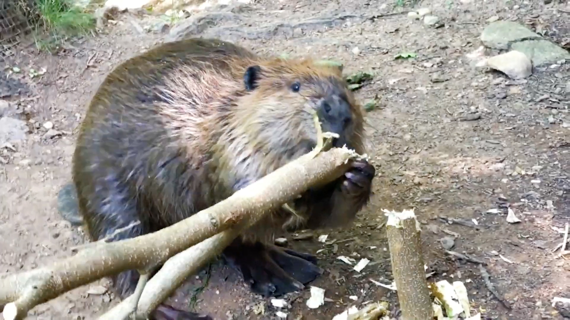 Beavers Are More Than Just A Cute Face — They're Smart, Too! | RTM ...