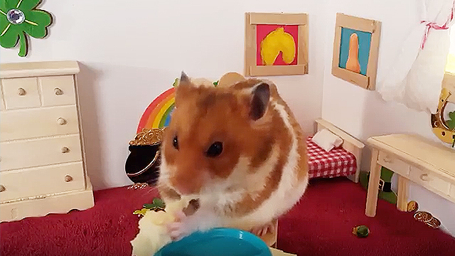 Hamster Finds 'Pot Of Gold' With Pot Pie Recipe | RTM - RightThisMinute