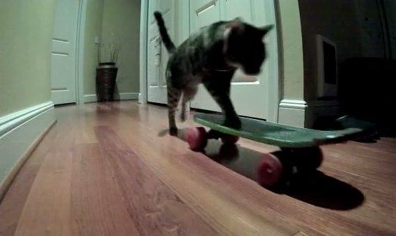 Some Awesome Cat Tricks | RTM - RightThisMinute