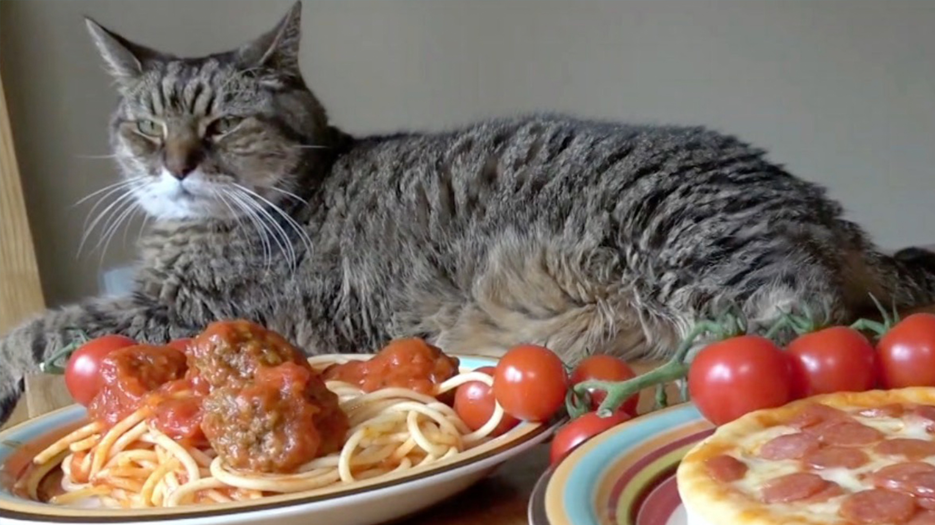 Kitty Loves Italian Food | RTM - RightThisMinute