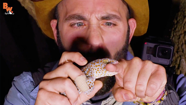 Coyote Peterson Welcomes Painful Bite Of Tokay Gecko | RTM ...