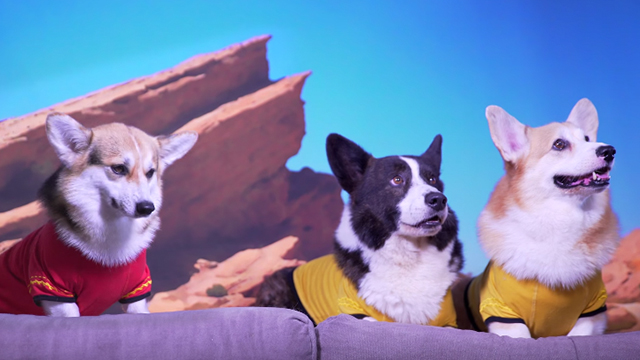 Star Trek 50th Anniversary: The Corgi Generation | RTM - RightThisMinute
