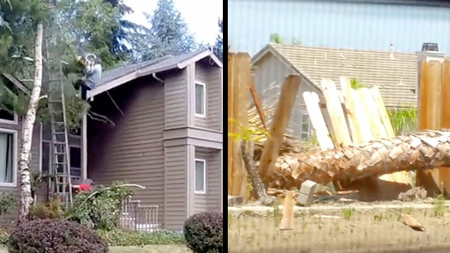 Tree Trimming Fails End In Hard Falls | RTM - RightThisMinute