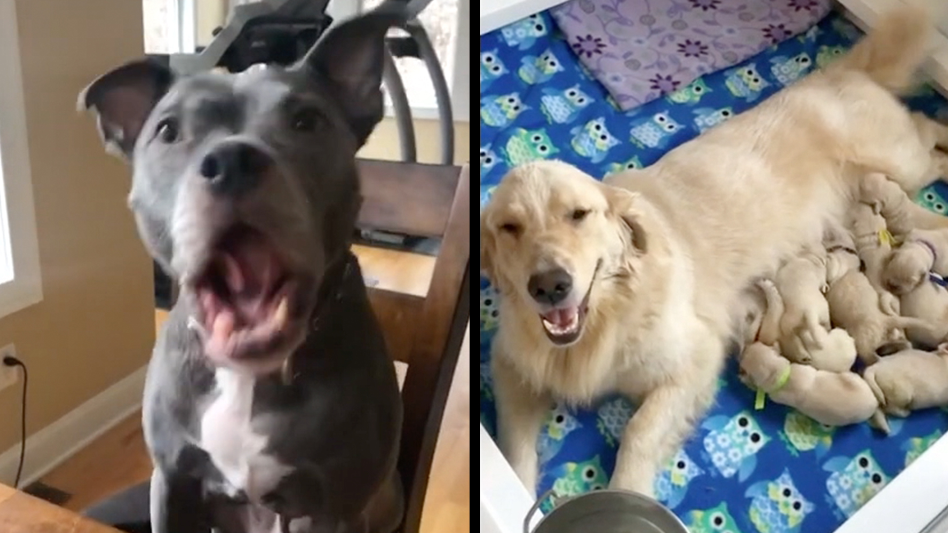 Diggy The Dog Is Cancer-Free & Stella Is Too Busy To Walk | RTM ...