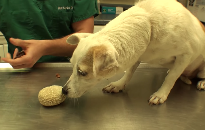 Dog Anatomy Bladder