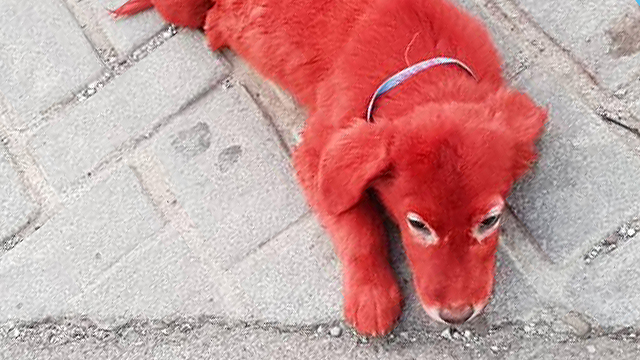 So, 'Clifford The Big Red Dog' IS Real! | RTM - RightThisMinute