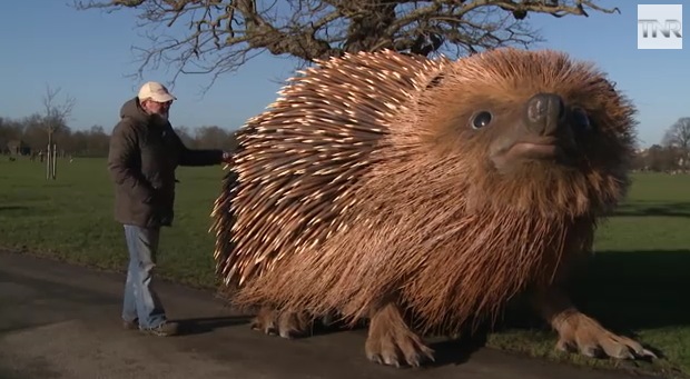 The Curious Case of the Giant Hedgehog | RTM - RightThisMinute