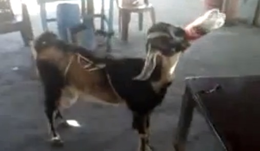 All you haters remember, Jon is the GOAT... | Sherdog Forums | UFC, MMA ...