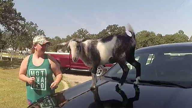 Body Camera Captures Goat Car Jumping! | RTM - RightThisMinute