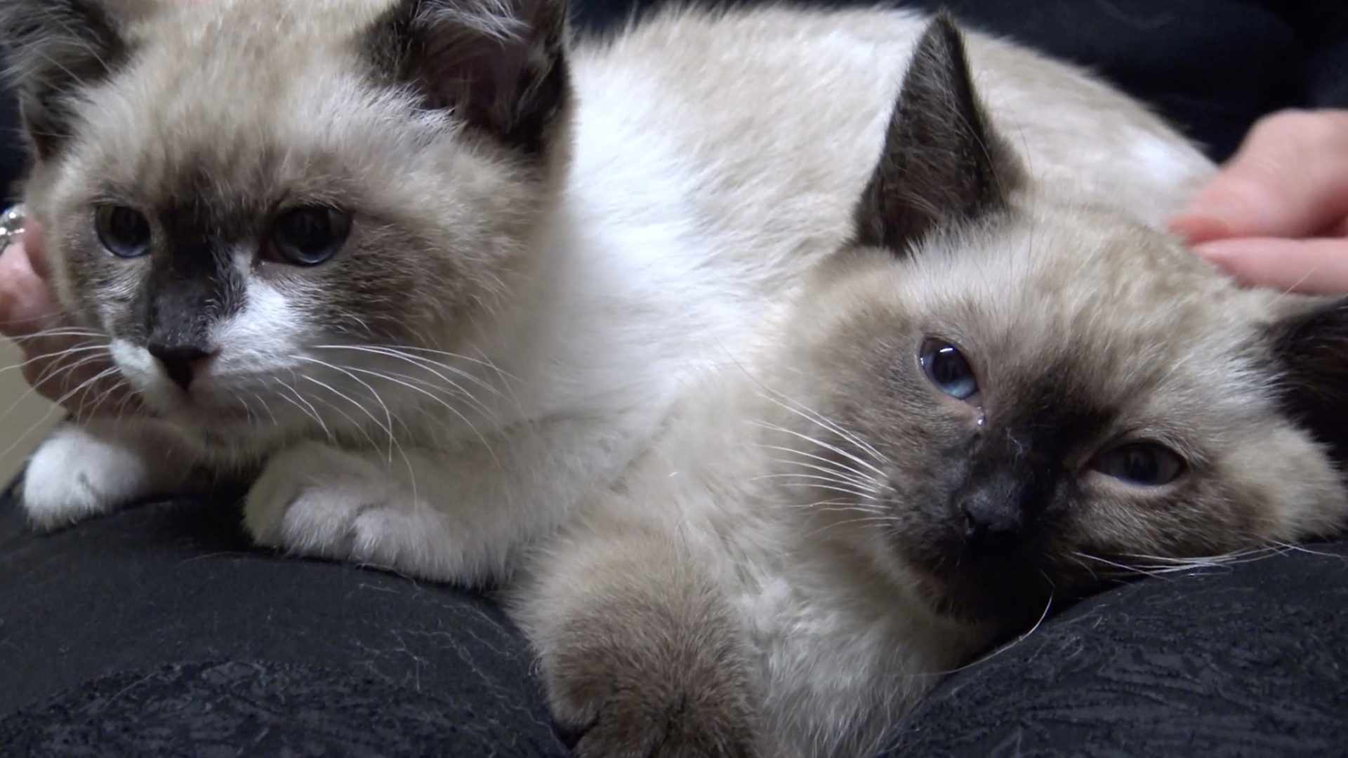 Hope For Paws Rescues Precious Kittens | RTM - RightThisMinute