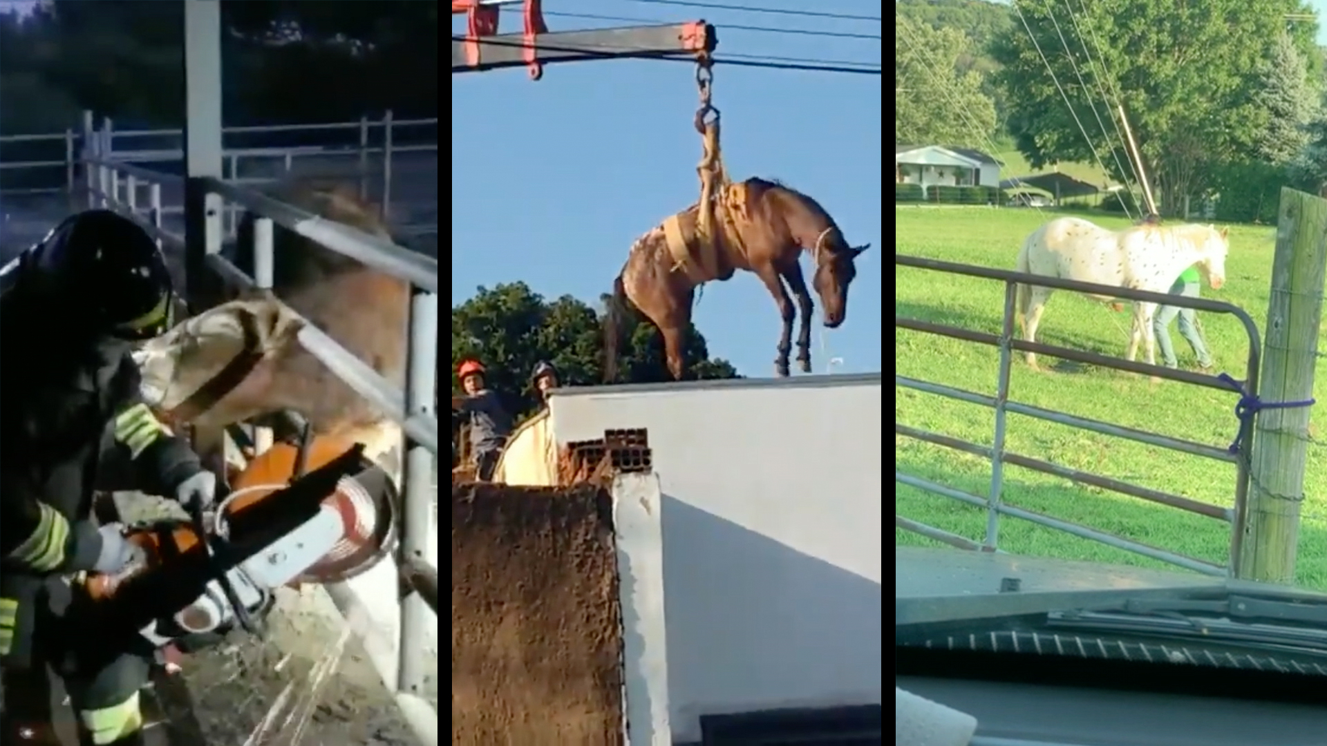 Humans Rescue Animals Stuck In Dangerous Situations | RTM - RightThisMinute