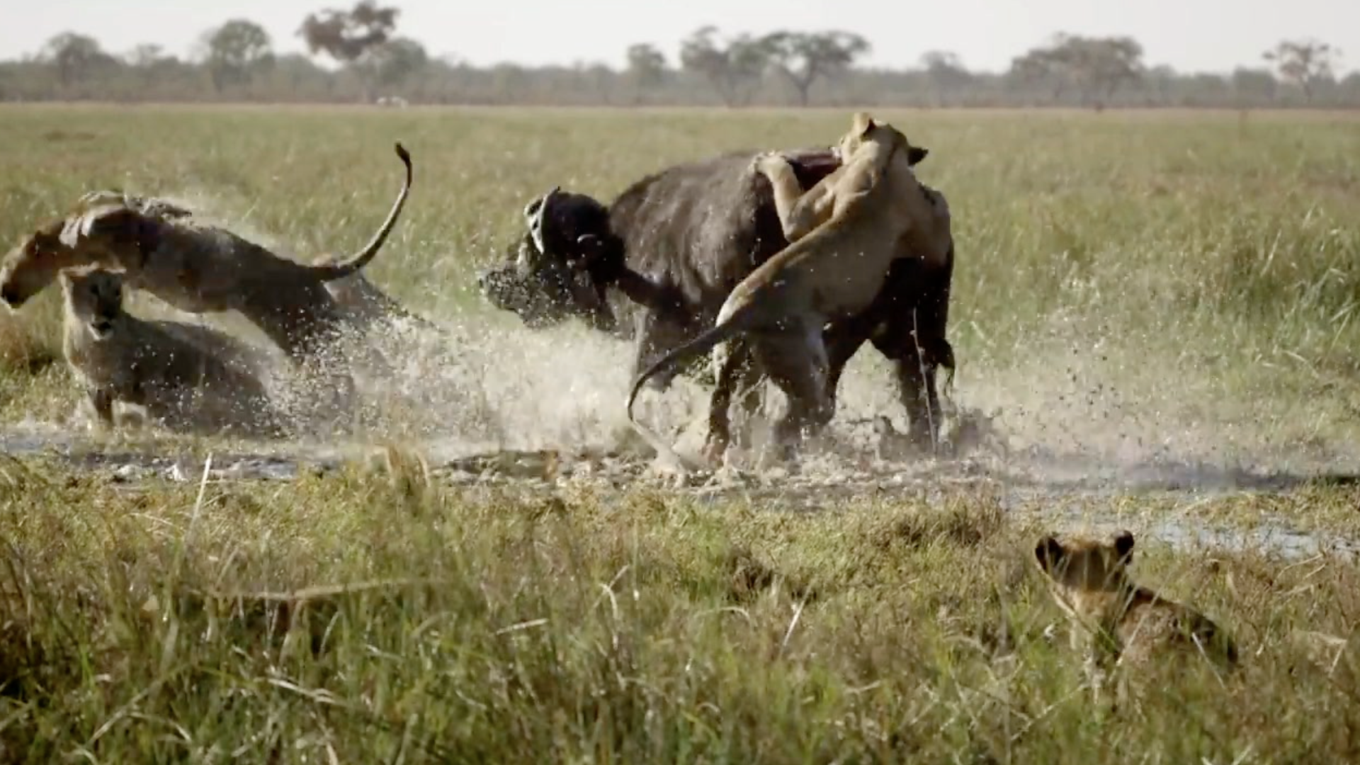 The Gorgeous 4K Sequel To 'Planet Earth' Series Is Here! | RTM ...