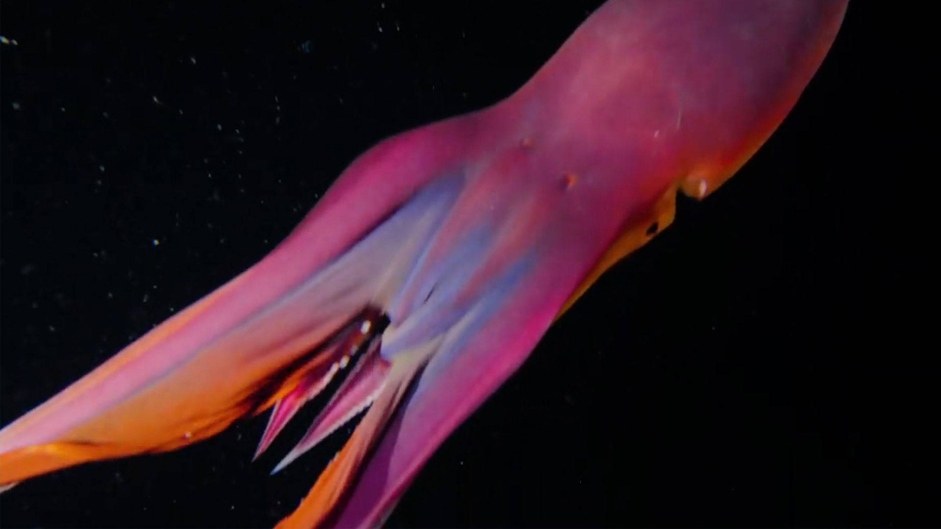 Sightings Of This Stunning, Multi-Colored Octopus Are Rare | RTM ...