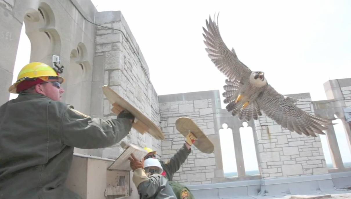 Researchers Brave Falcon Attacks for Science! | RTM - RightThisMinute