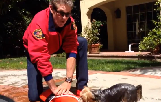 David Hasselhoff, Small Dogs and a Stick, What Else Do You Need? | RTM ...