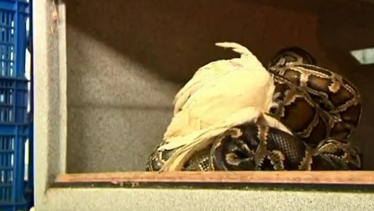 Snake Eating Chicken