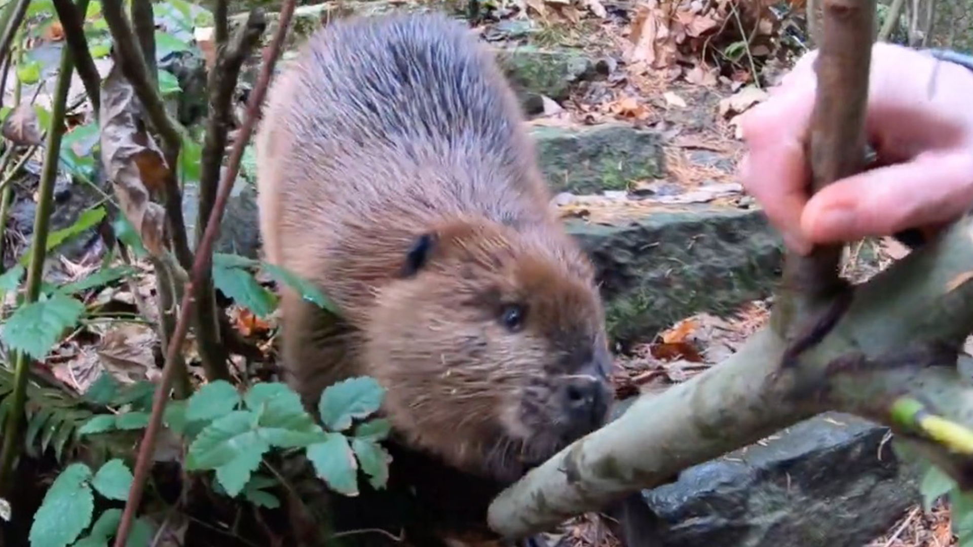 'Beavers Gotta Beave!' | RTM - RightThisMinute