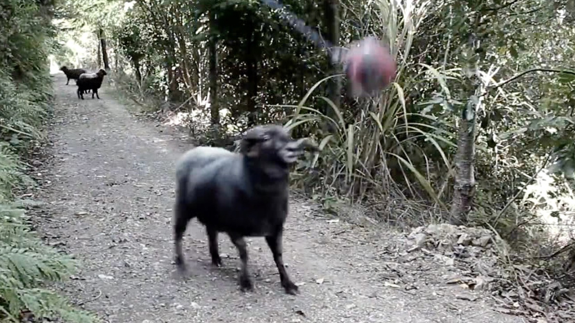 Rambro The Angry Ram Passes Away | RTM - RightThisMinute