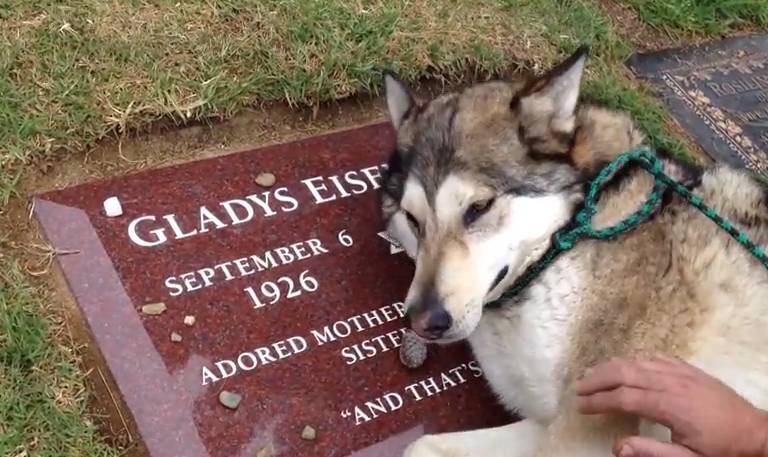 Meme Frustrated Cry Wolf