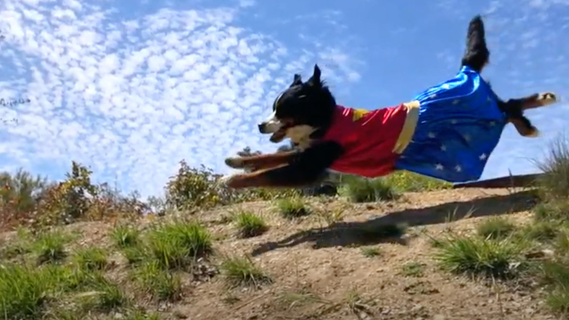 Have No Fear, Wonder Dog Is Here! | RTM - RightThisMinute